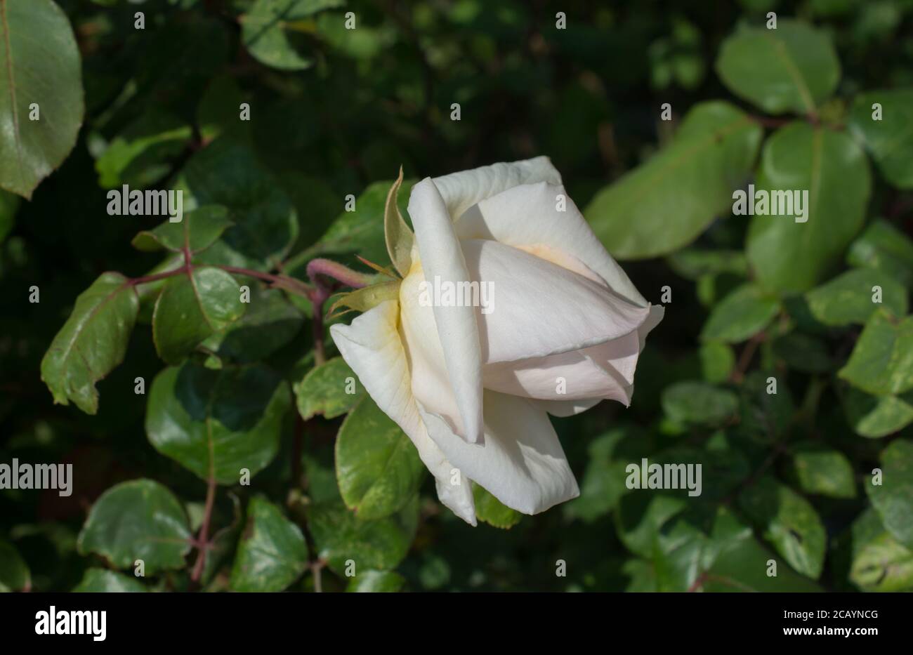 Blooming beautiful colorful rose bud in garden nature background Stock ...