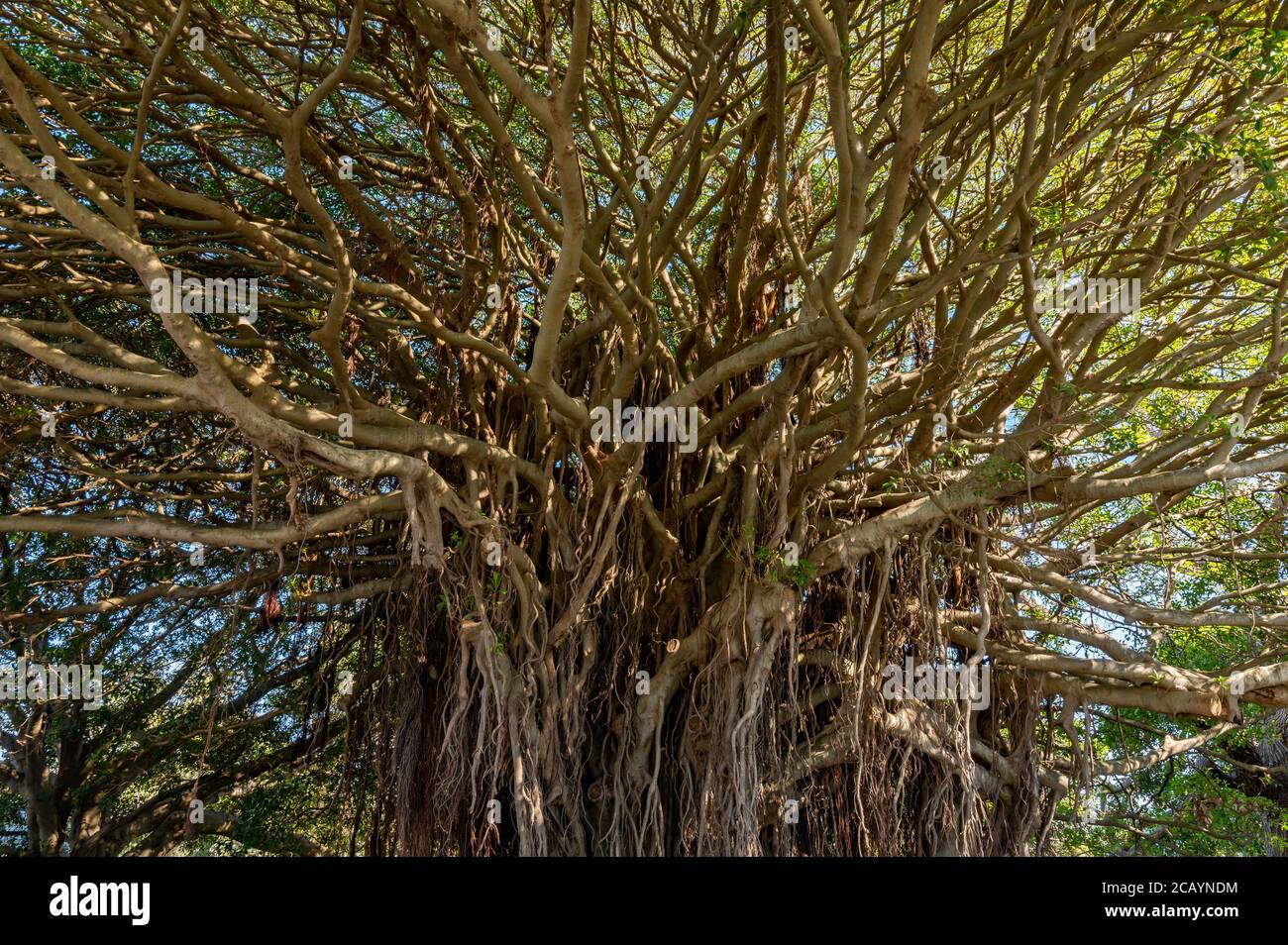 Amazing Branches of Fig Tree at Spit West Reserve on a sunny winter ...