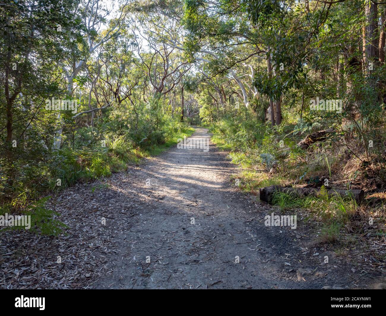 Australian vegetation hi-res stock photography and images - Alamy