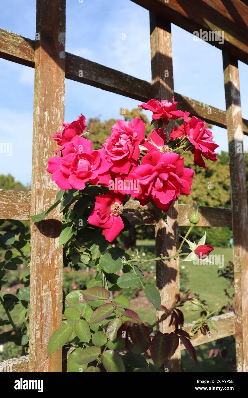 Wooden climbing frame hi-res stock photography and images - Alamy