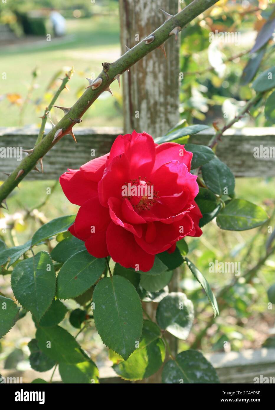 Vine rose hi-res stock photography and images - Alamy