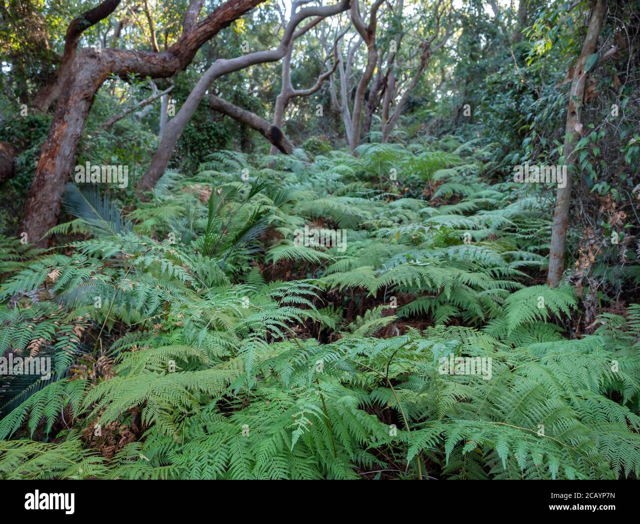 Fern Plants and Australian native plants background blur Stock Photo ...