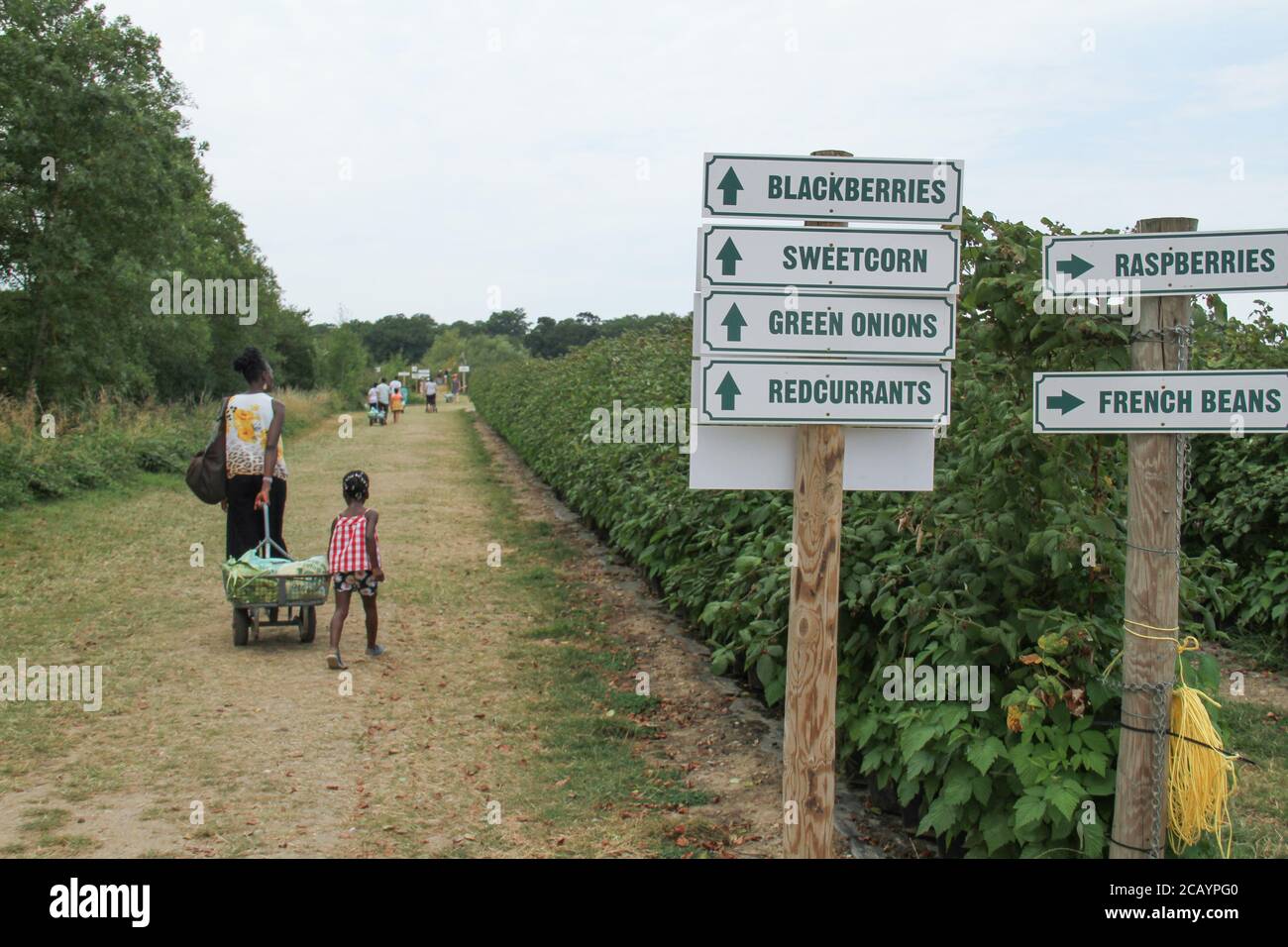 Mother and daughter walk through a plantation at the Pick you Own farm ...