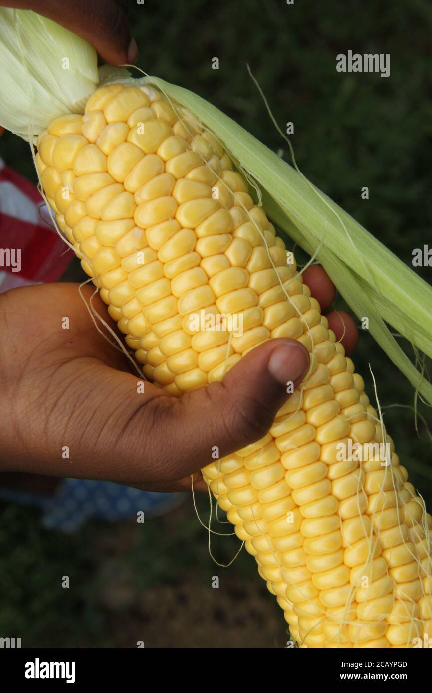 A view of a freshly picked corn from a cob plantation at the Pick you ...
