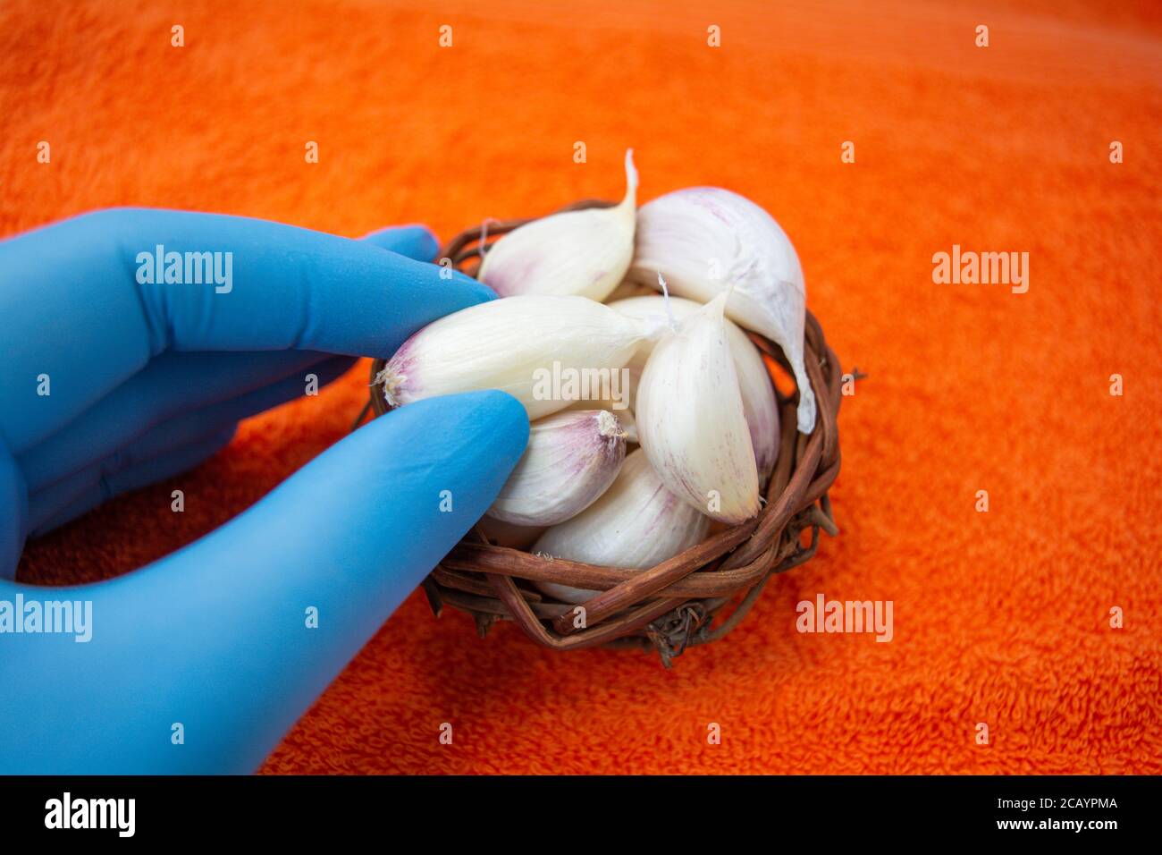 Hand in blue latex medical glove with Cloves of raw Garlic in wooden ...