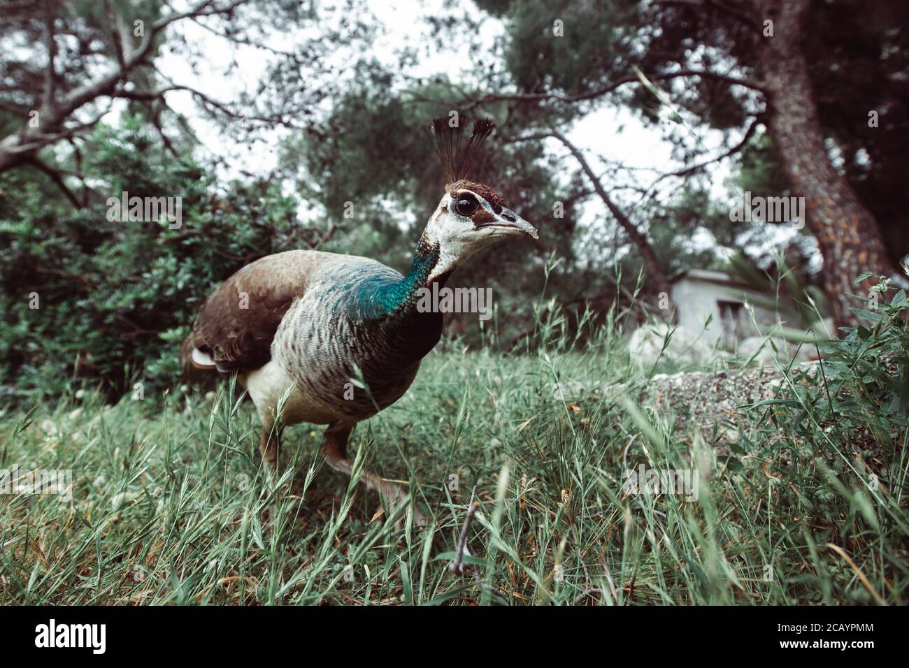 Little peacock hi-res stock photography and images - Alamy