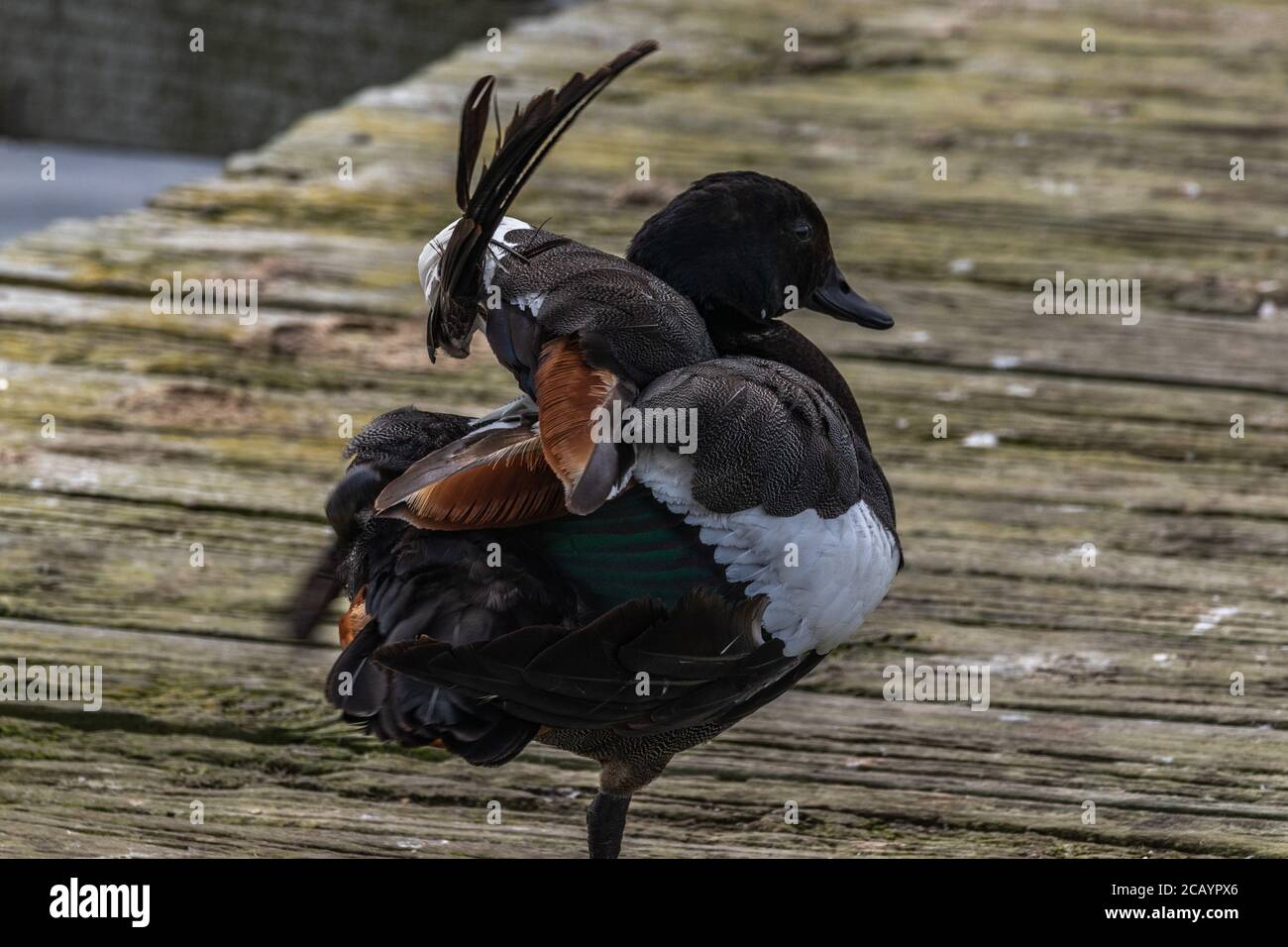 Maori wharf hi-res stock photography and images - Alamy