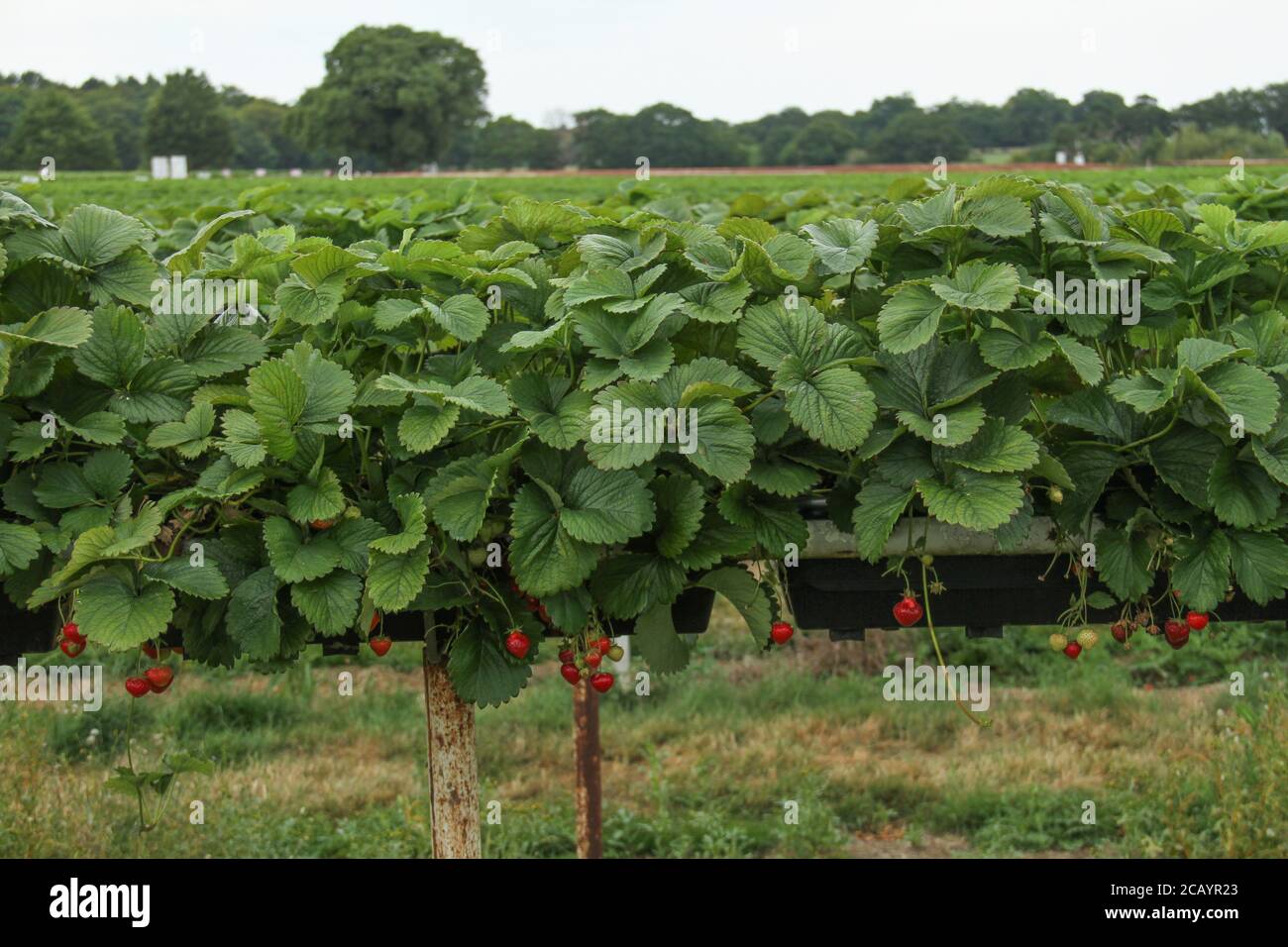 Parkside farm enfield hi-res stock photography and images - Alamy