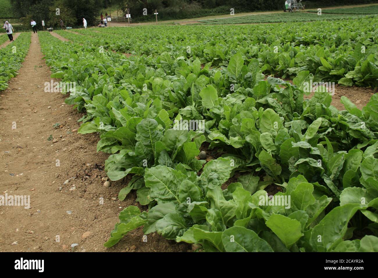 Parkside farm pick your own hi-res stock photography and images - Alamy