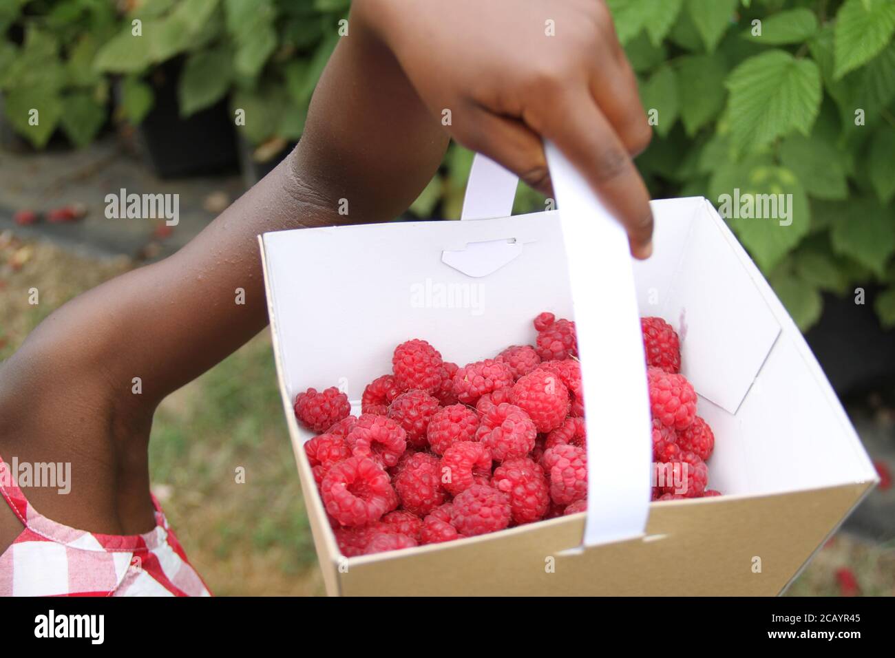 Parkside farm pick your own hi-res stock photography and images - Alamy