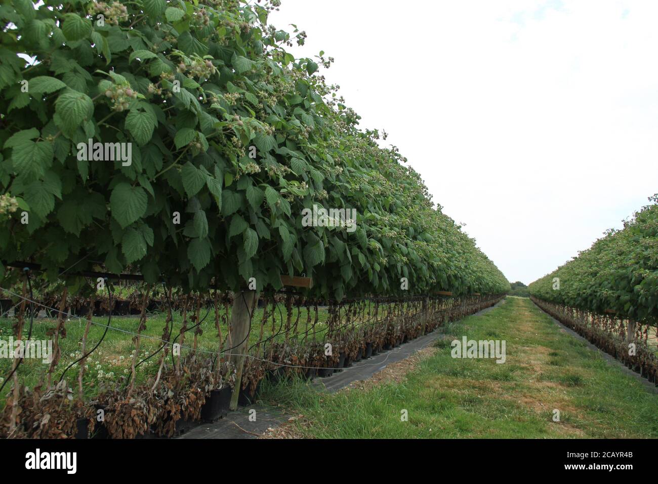 Parkside farm pick your own hi-res stock photography and images - Alamy