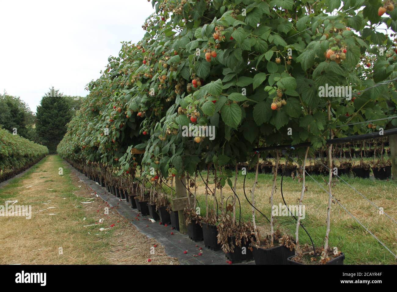 Enfield, UK. 8th Aug, 2020. A view of ripe raspberries at the Pick you ...