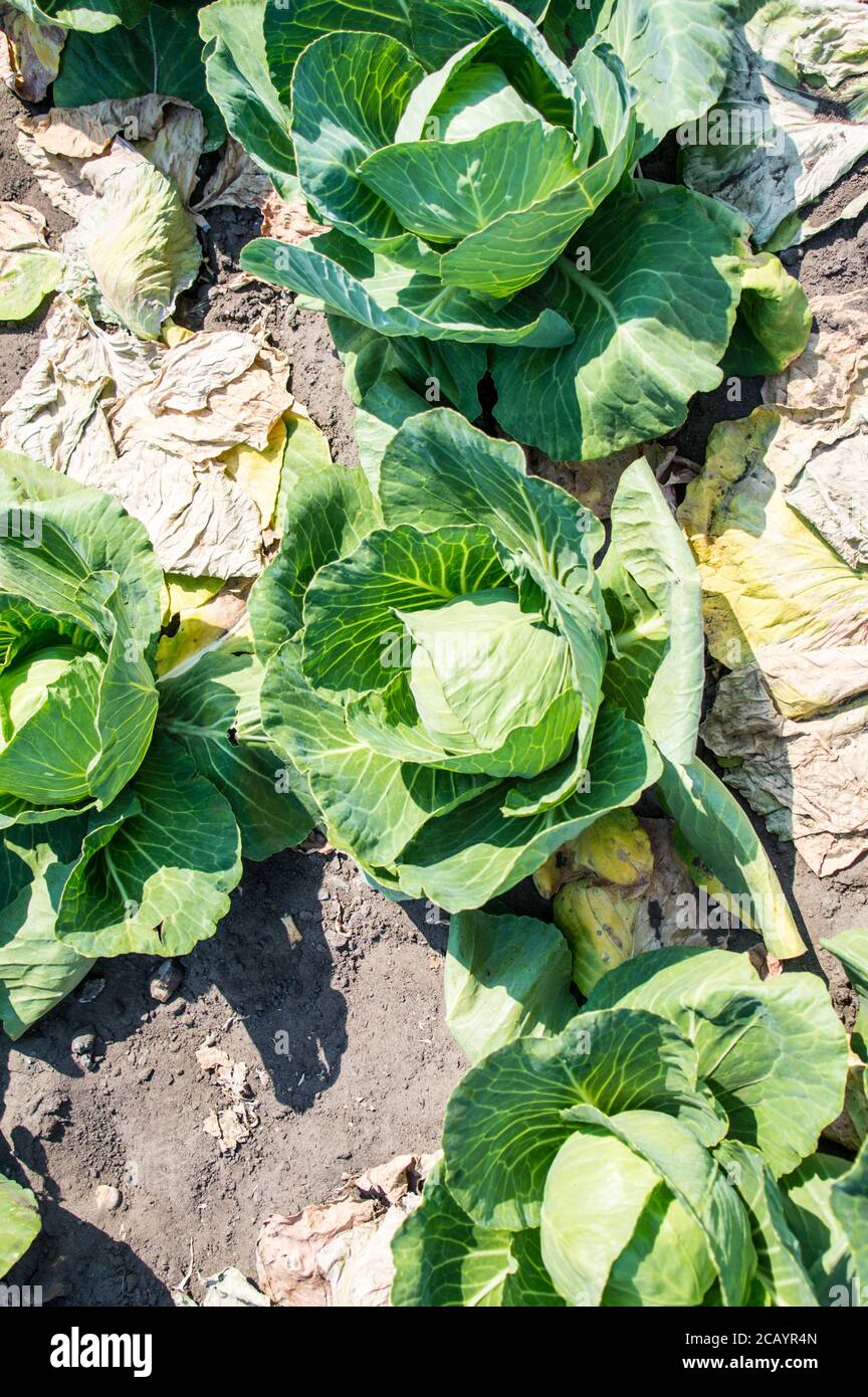 White cabbage Brassica oleracea in organic farm Stock Photo - Alamy