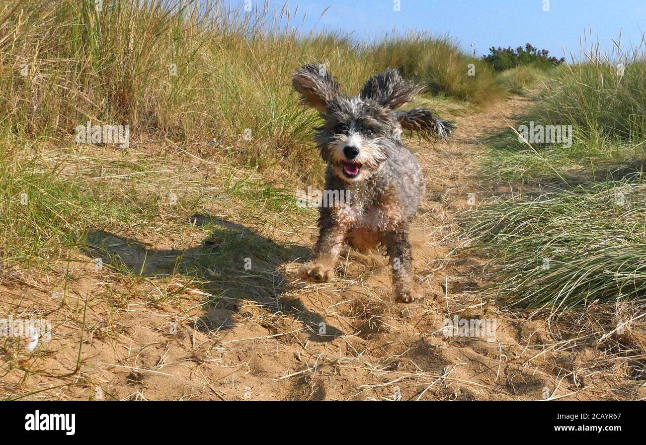 Hunstanton, UK. 08th Aug, 2020. Cookie the cockapoo dog goes for a run ...