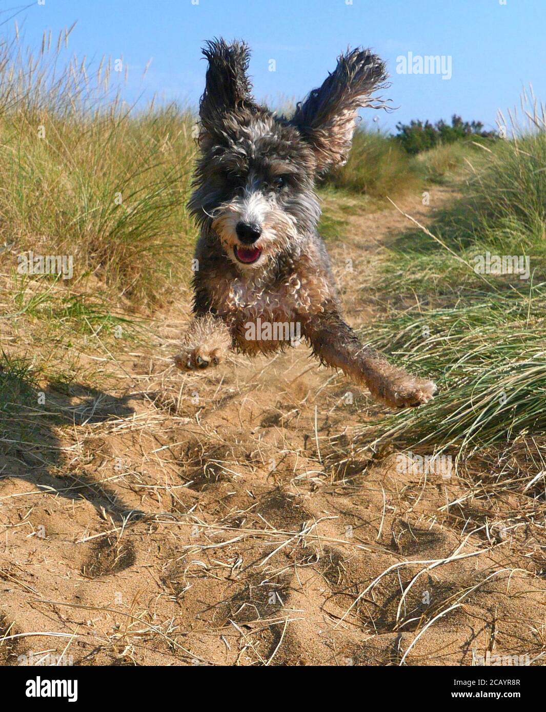 Hunstanton, UK. 08th Aug, 2020. Cookie the cockapoo dog goes for a run ...