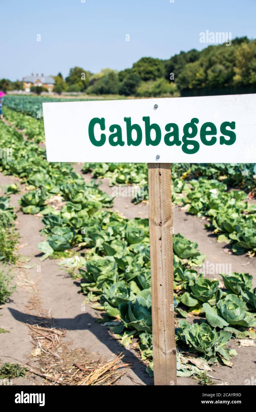 Organic plants hi-res stock photography and images - Alamy