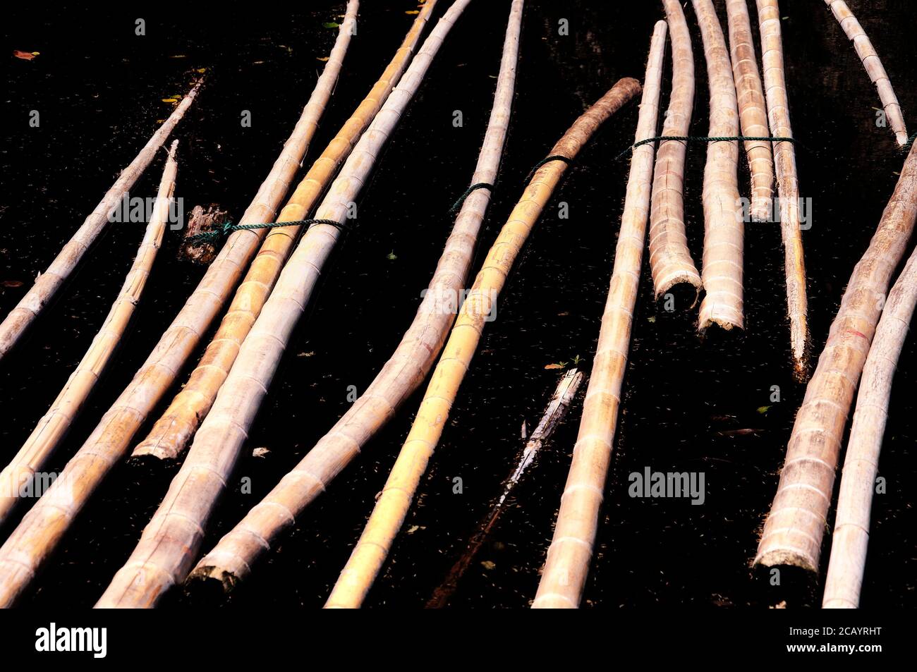 Dead bamboo trees grouped together and floating on East Lake or DongHu ...