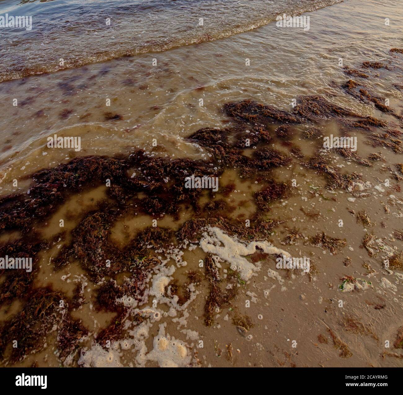 Seaweed and wrack on sandy beach at Littlehampton, West Sussex. UK ...