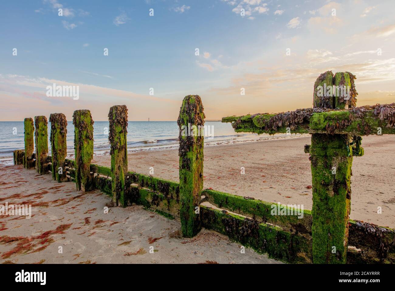 Breakwater groynes covered in wet green moss on beach at Littlehampton ...