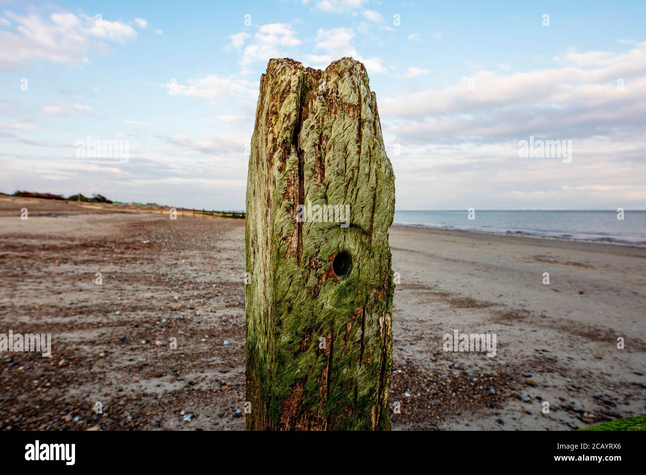 Breakwater groynes covered in wet green moss on beach at Littlehampton ...