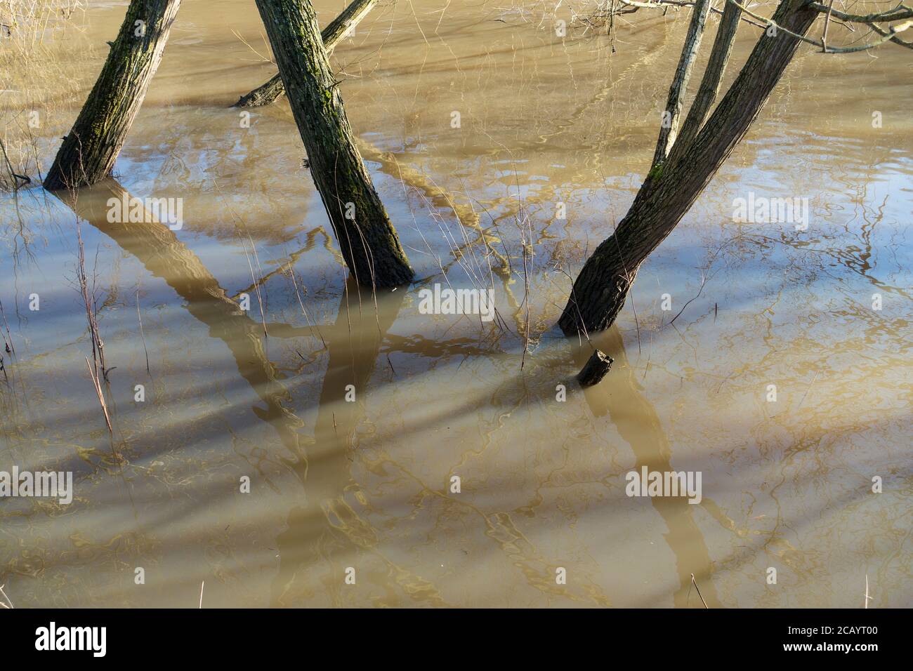 Tree trunks in rising flood water Stock Photo - Alamy