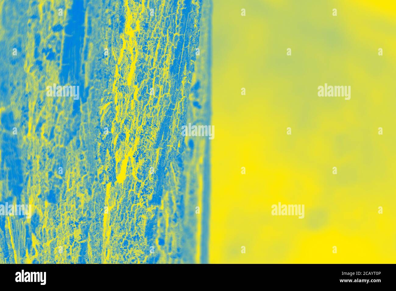 Vivid blue yellow background. Half yellow, half patchy blue. Copy space ...