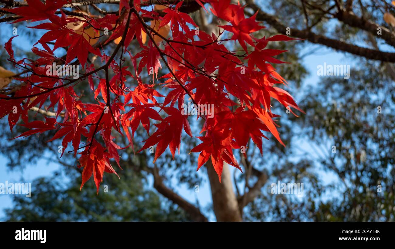 Autumn Maple Tree Red Leaves Stock Photo - Alamy