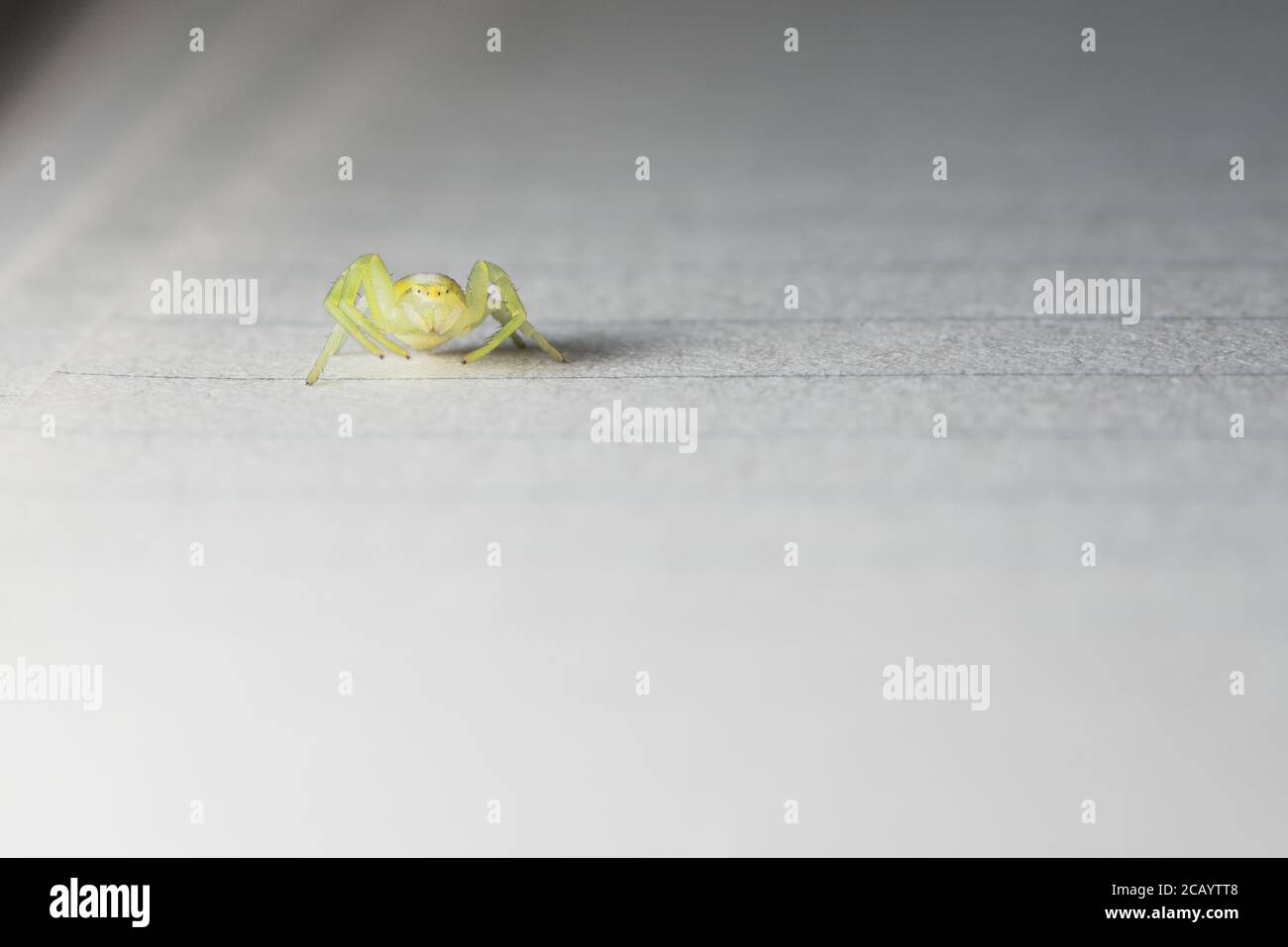 Facing the camera, this tiny yellow and green spider curls up on lined ...