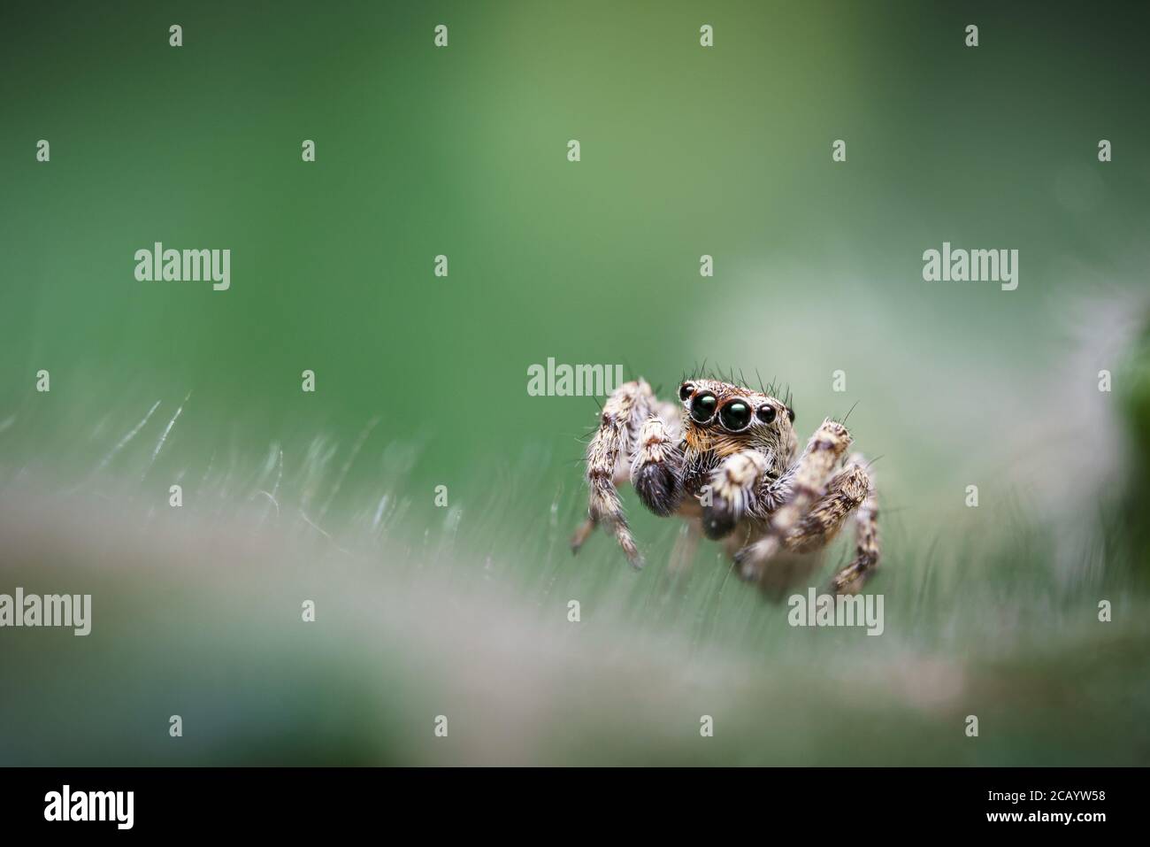 Jumping spider on a leaf of a violet Stock Photo - Alamy