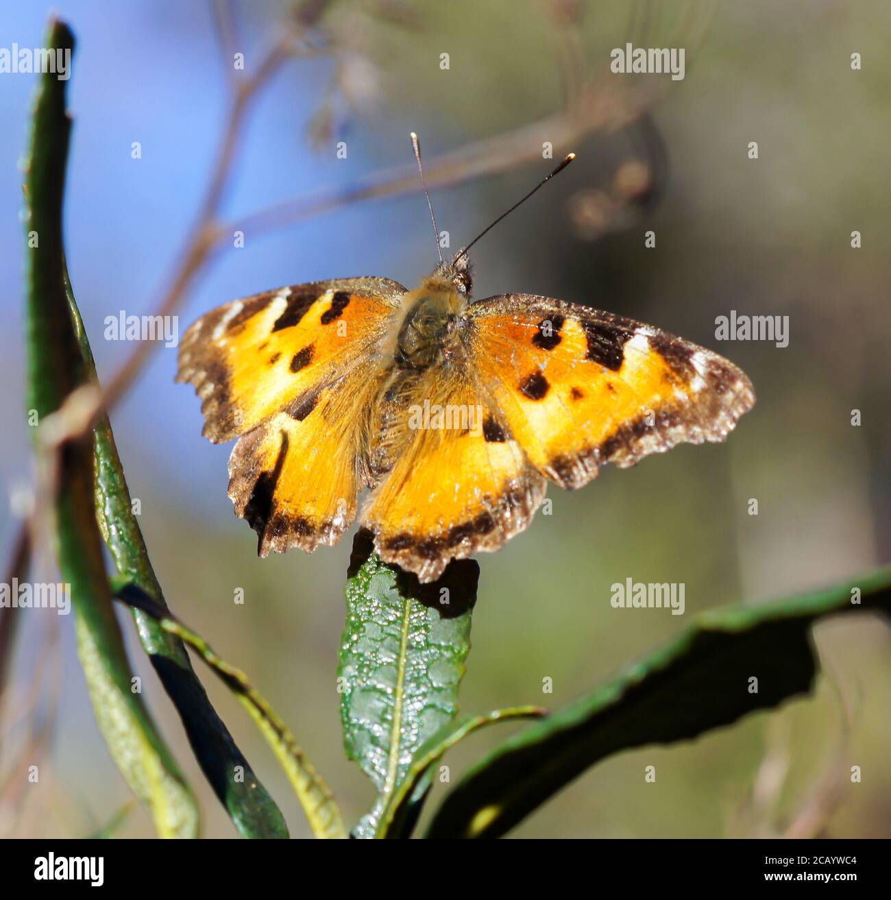 Satyr butterfly hi-res stock photography and images - Alamy