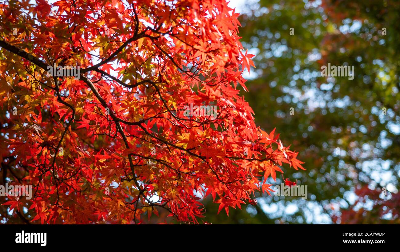 Autumn Maple Tree Red Leaves Stock Photo - Alamy