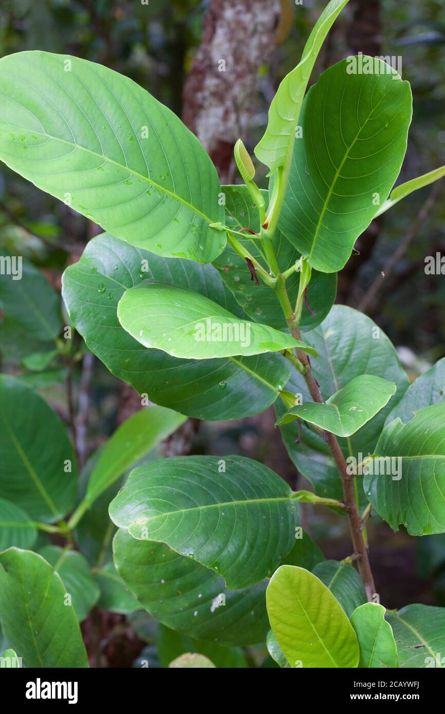 Red Beech (Dillenia alata) foliage. August 2020. Cow Bay. Daintree ...