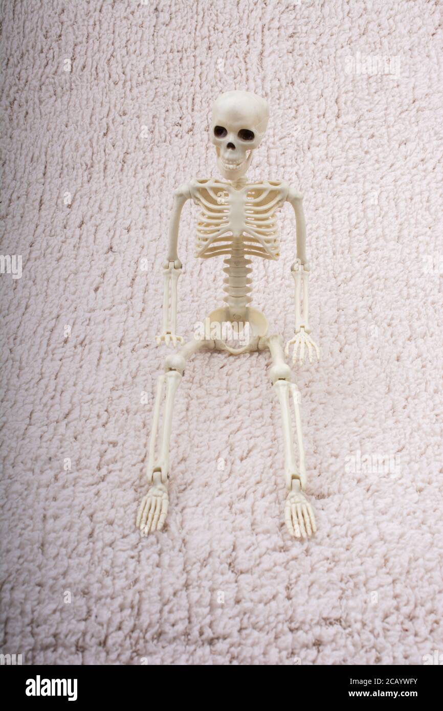 Human skeleton model for medical anatomy science Medical clinic concept ...