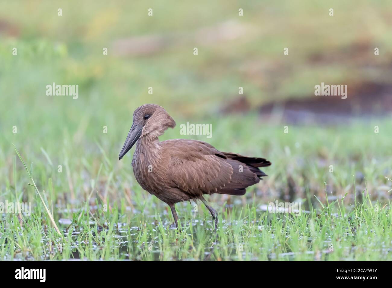 Hamerkop bird nest scopus umbretta hi-res stock photography and images ...