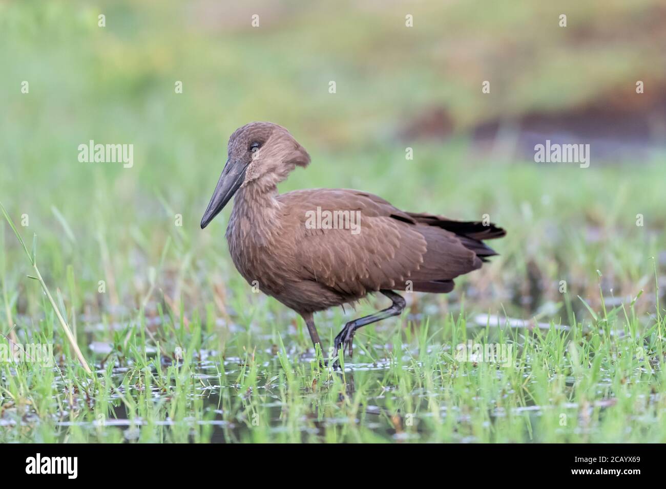 Hamerkop nest hi-res stock photography and images - Alamy