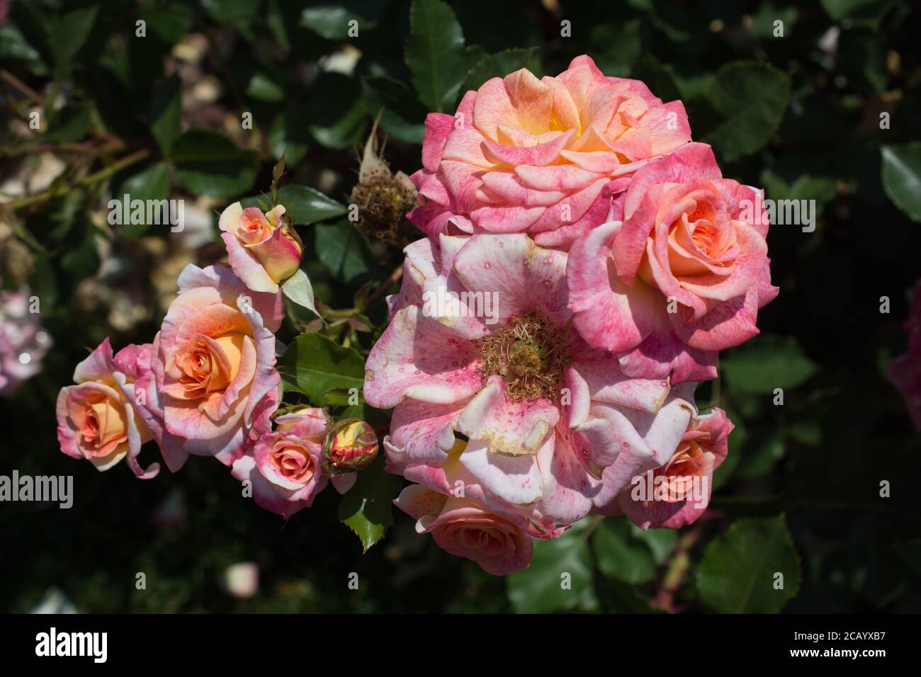 Blooming beautiful bunch of roses in spring garden Stock Photo - Alamy