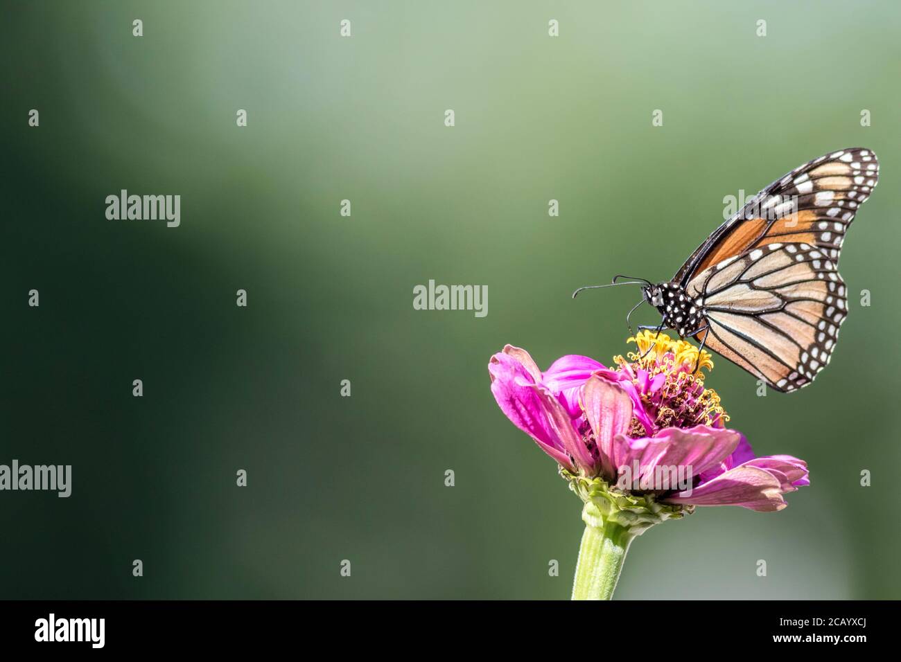 Monarch pupae stages hi-res stock photography and images - Alamy