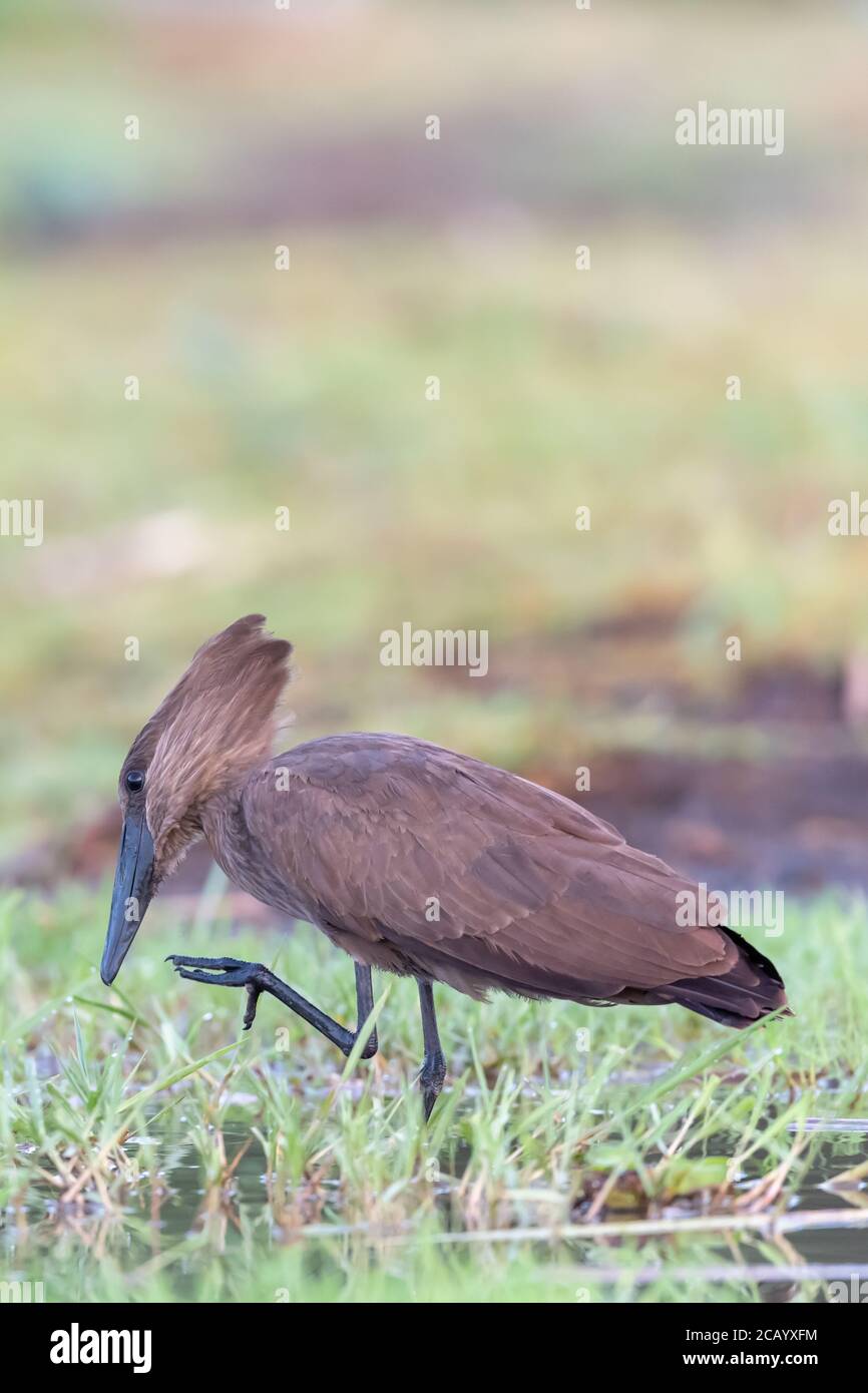 Hamerkop bird nest scopus umbretta hi-res stock photography and images ...