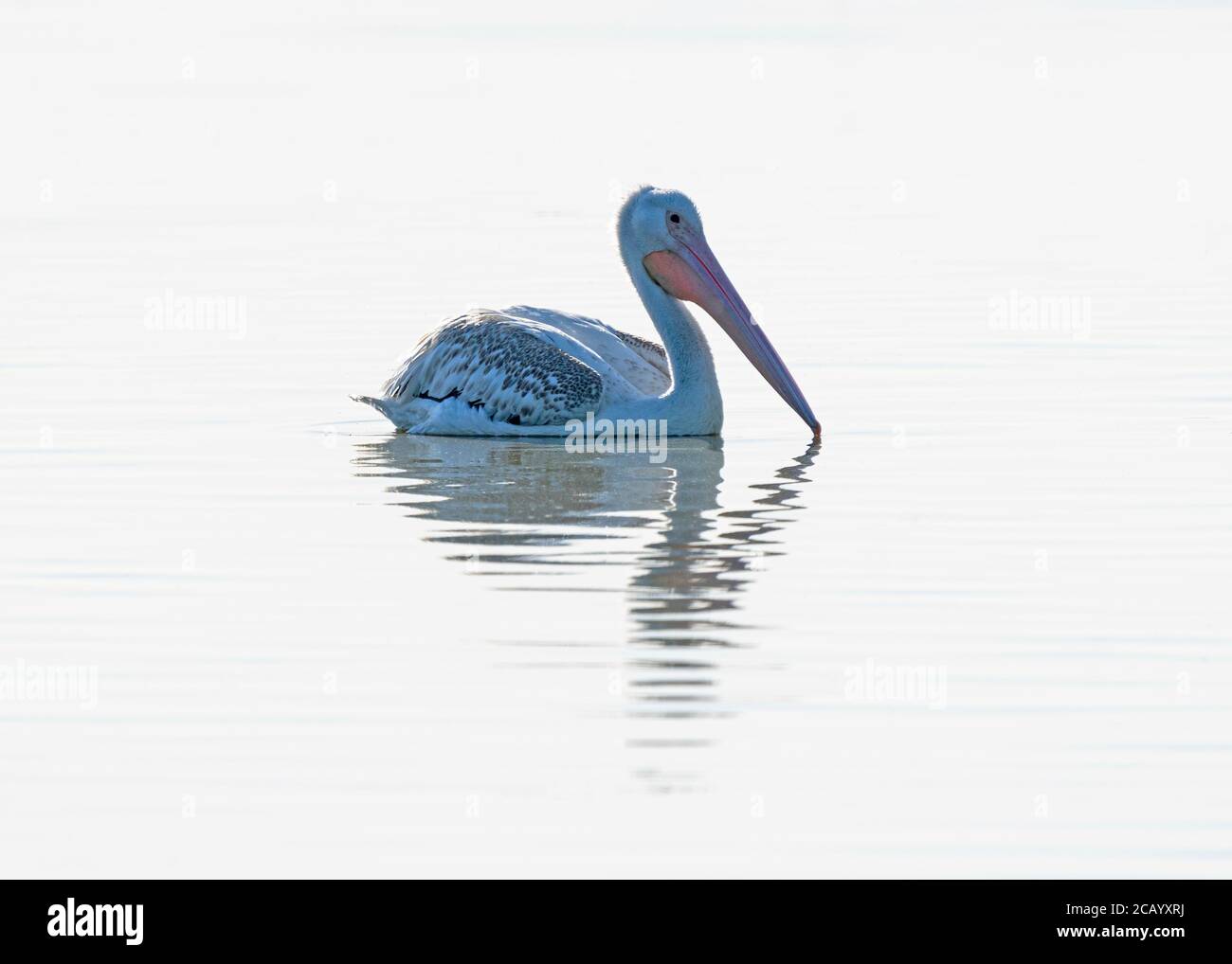 Pelican floating in the summer sunshine Stock Photo - Alamy