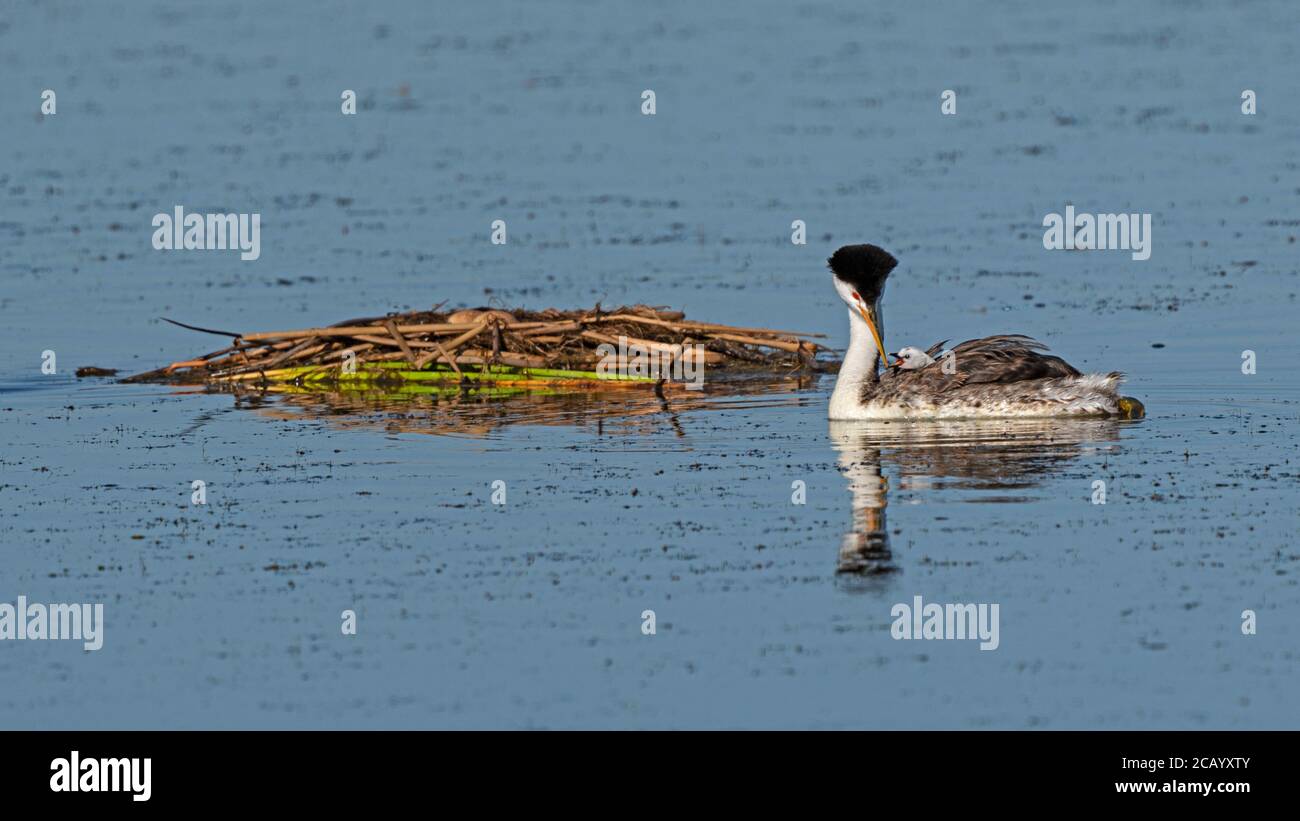 Western grebe chick hi-res stock photography and images - Alamy