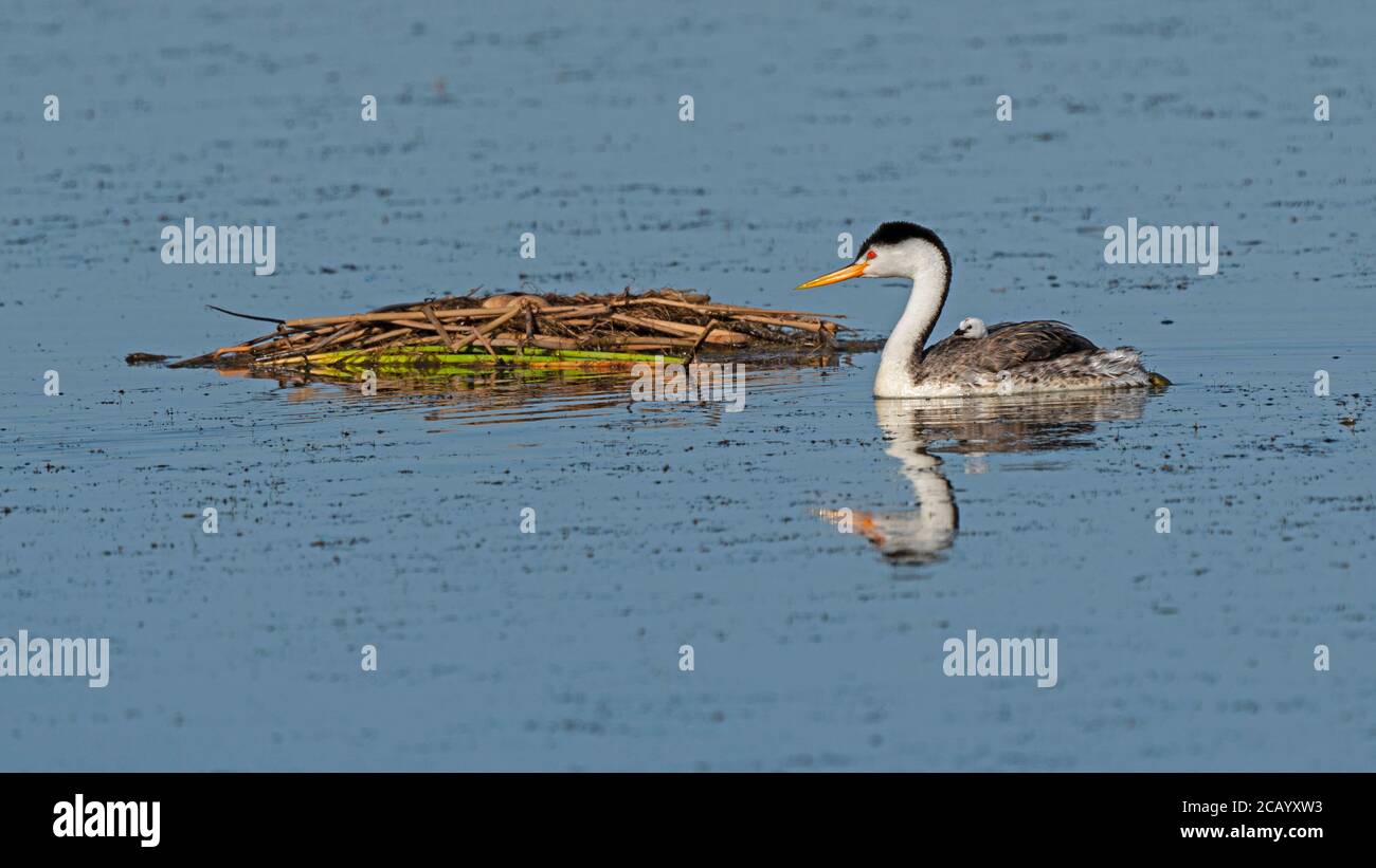 Bird Western Grebe with young chick at a pond nest Stock Photo - Alamy