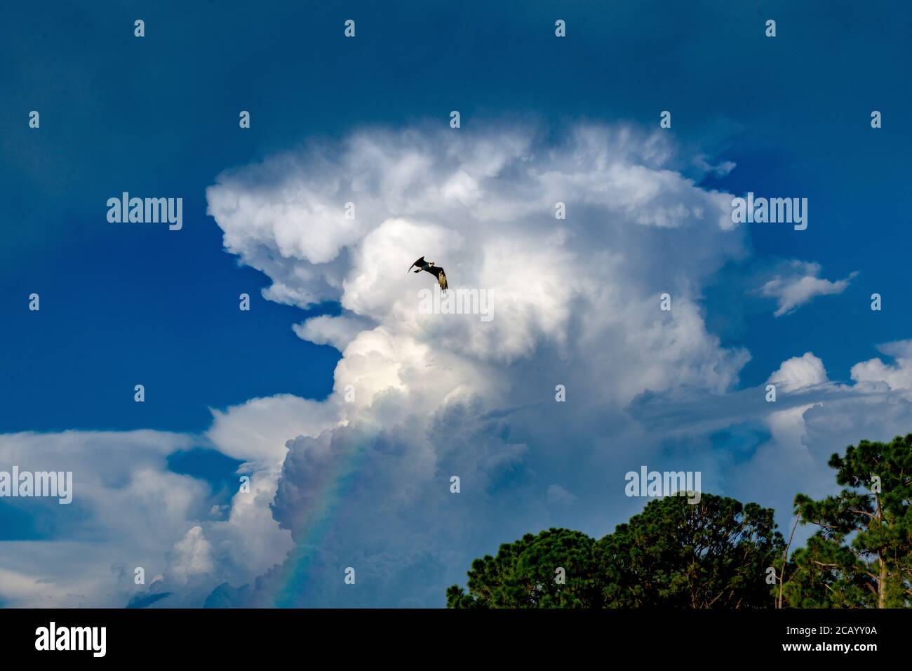 Birds fly over the rainbow hi-res stock photography and images - Alamy