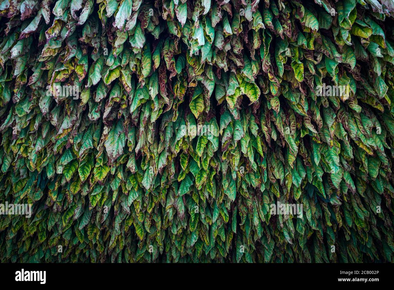 Tobacco leaves drying in a barn Stock Photo - Alamy Tobacco leaves drying in a barn Stock Photo - Alamy