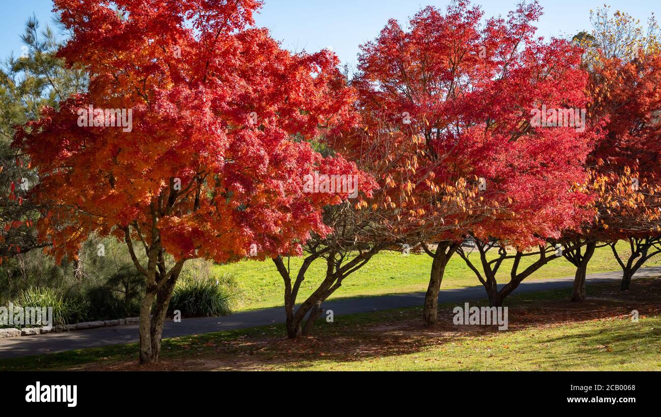Autumn Maple Tree Red Leaves Stock Photo - Alamy