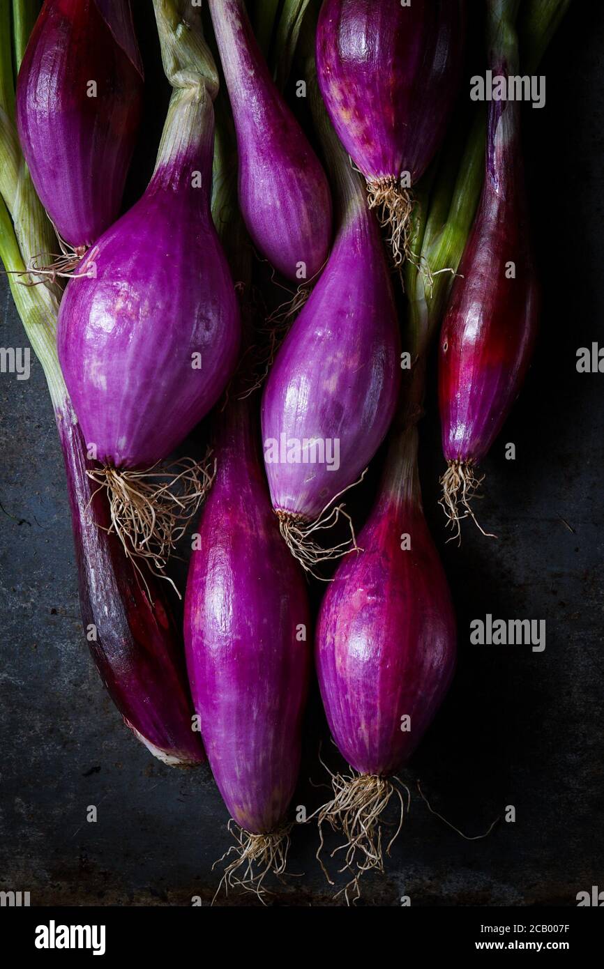 Red alliums hi-res stock photography and images - Alamy