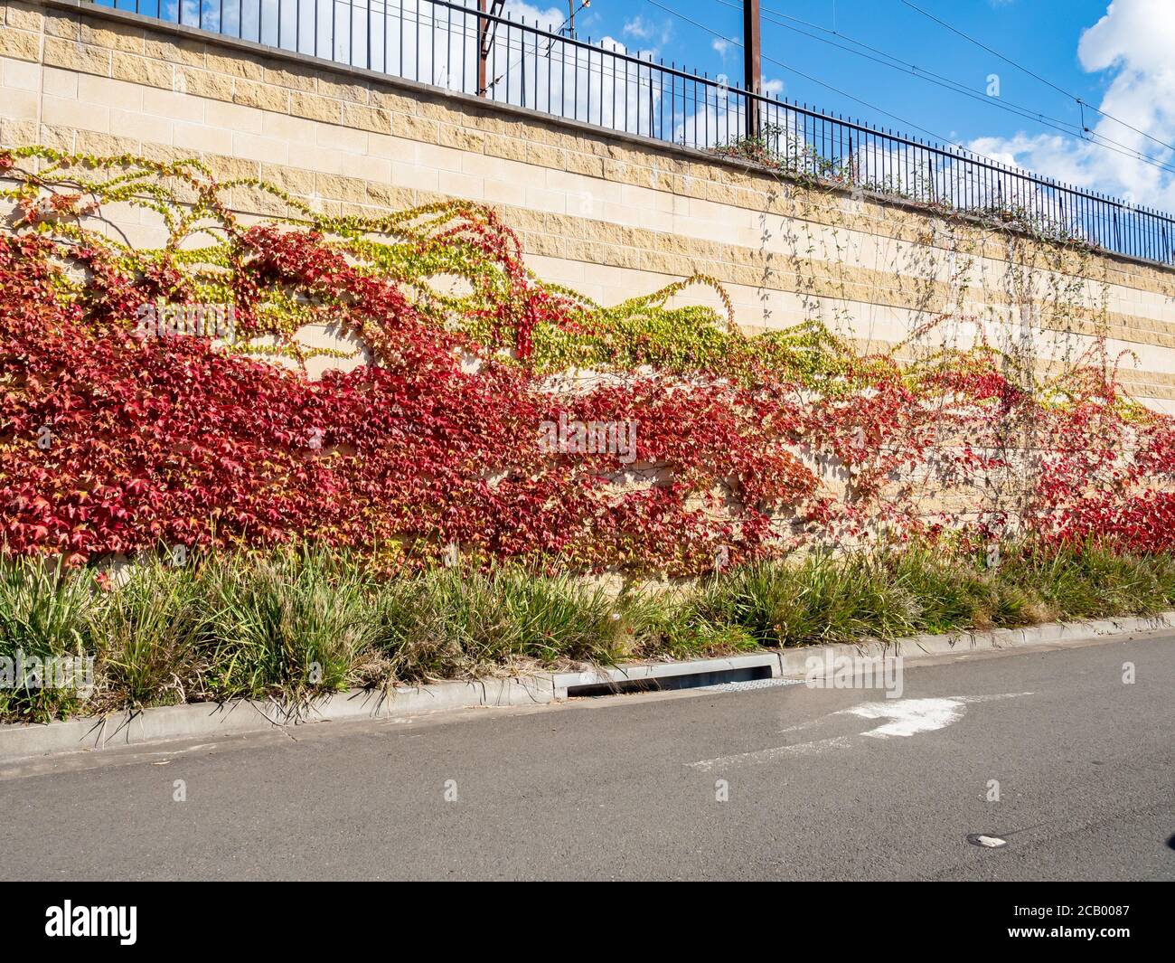 Red Ivy Climbing Plant on a side of the Road in Blue Mountains Stock ...