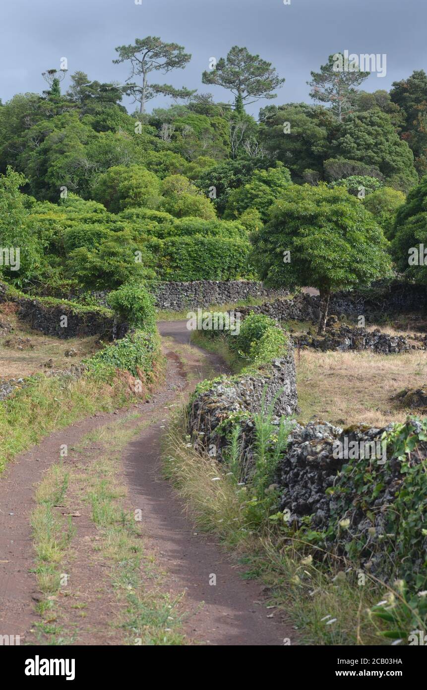 Rural paths amidst vineyards and lush vegetation in the foothills of ...