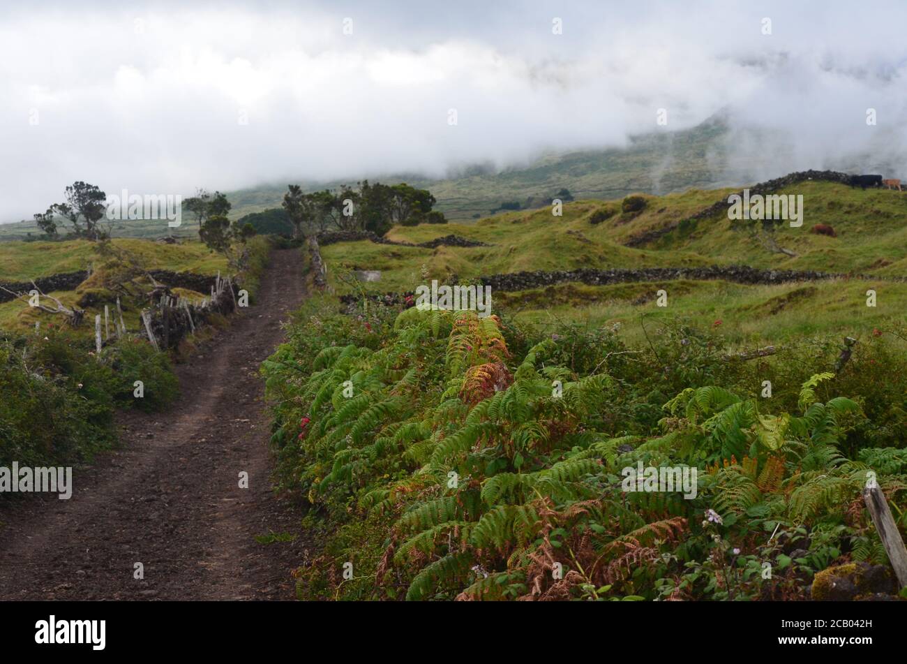 Rural paths amidst vineyards and lush vegetation in the foothills of ...