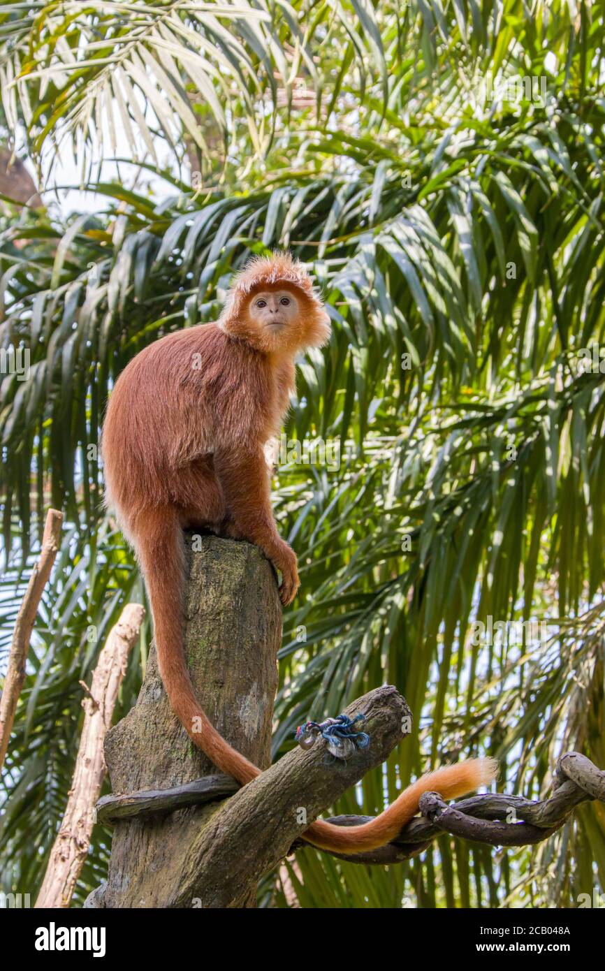 Trachypithecus auratus mauritius hi-res stock photography and images ...