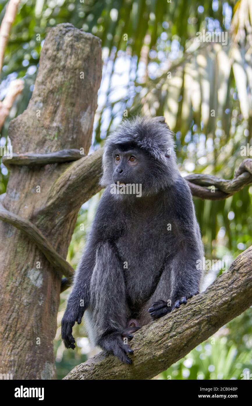 The Javan lutung (Trachypithecus auratus) closeup image, also known as ...
